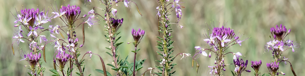Native Plants of British Columbia – West Coast Seeds