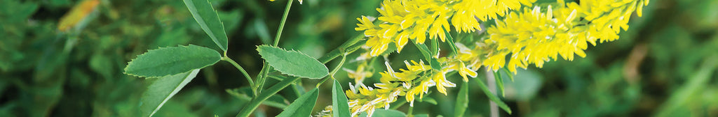 Yellow Sweet Clover Seeds – West Coast Seeds