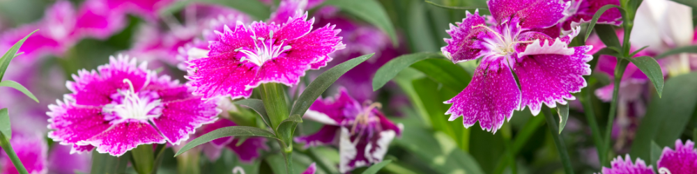 Fragrant Collection – West Coast Seeds