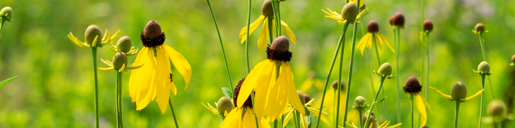 Native Plants of the Prairies – West Coast Seeds