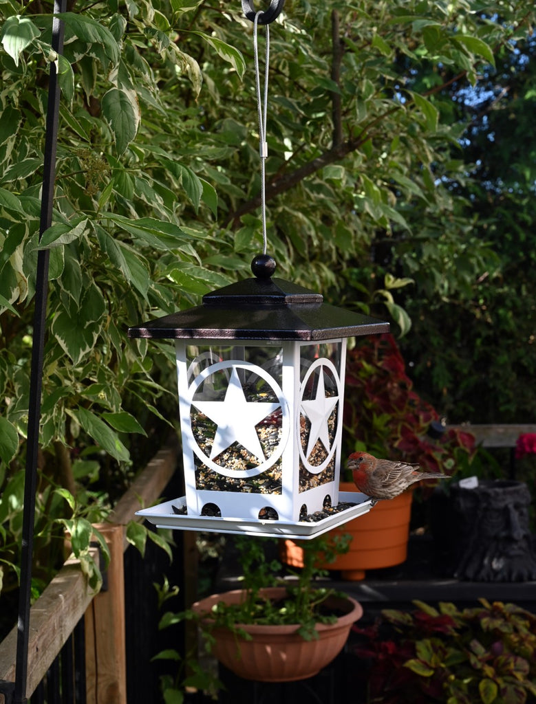 Star Bin Feeder – West Coast Seeds
