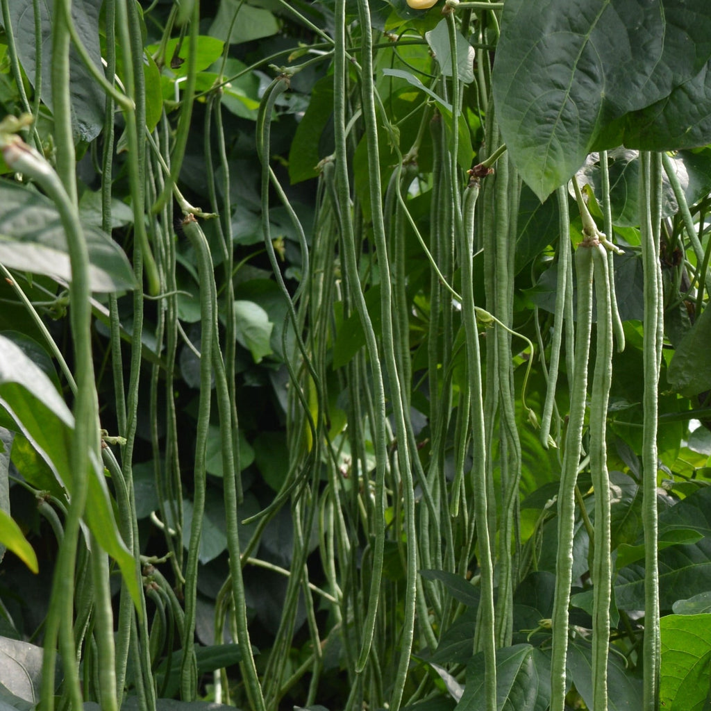 Noodle King Pole Bean Seeds – West Coast Seeds