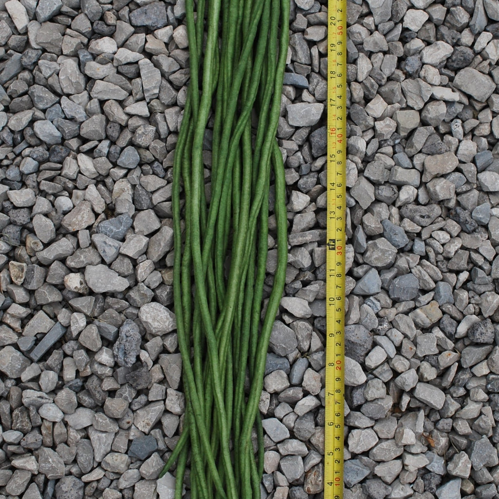 Noodle King Pole Bean Seeds – West Coast Seeds