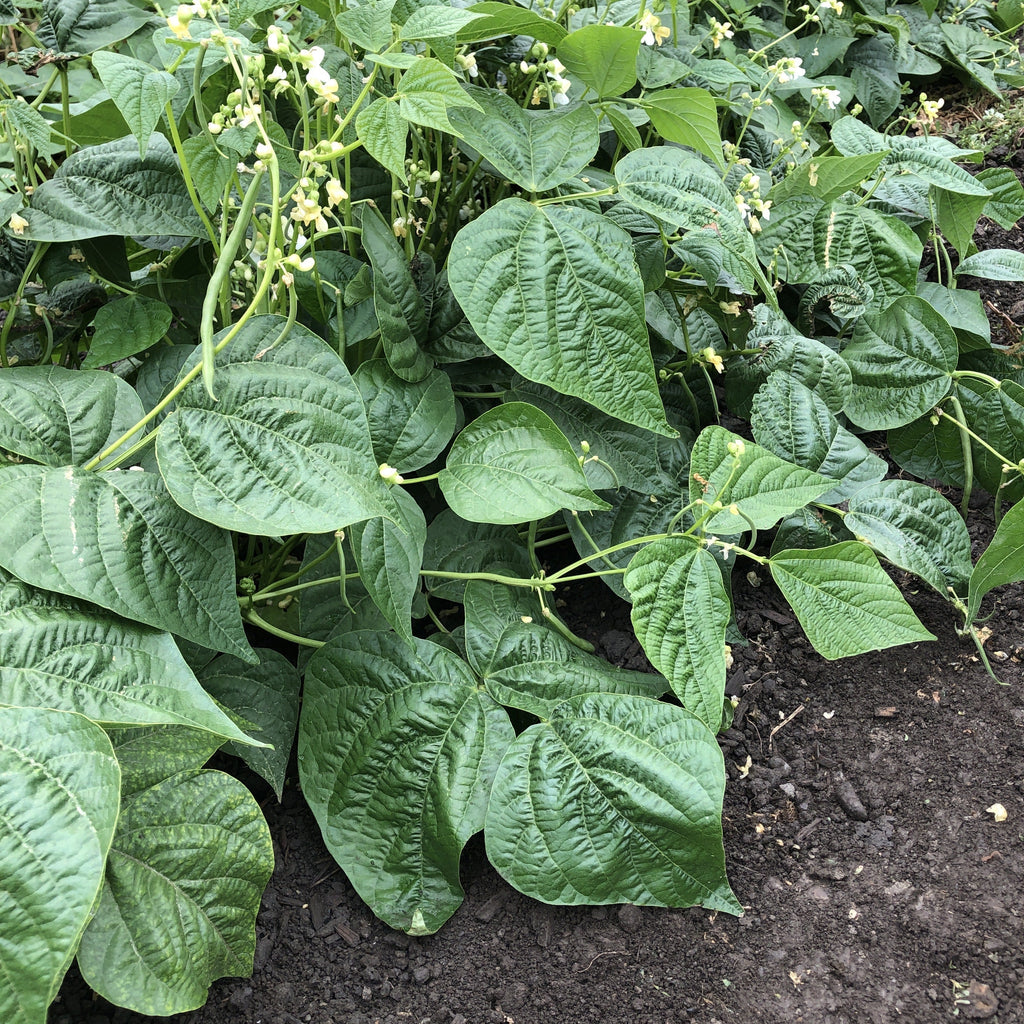 Goliath Certified Organic – West Coast Seeds