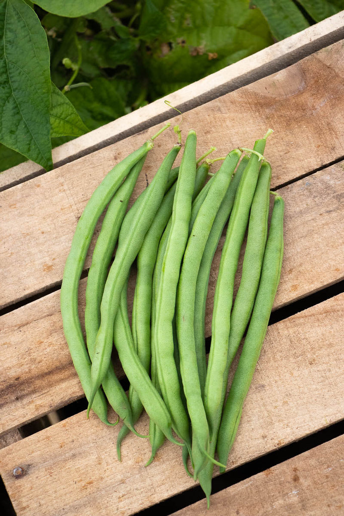 Goliath Certified Organic – West Coast Seeds