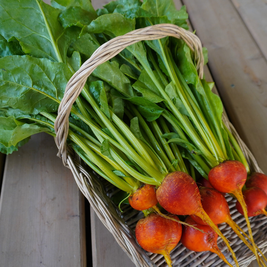 yellow border beetroot