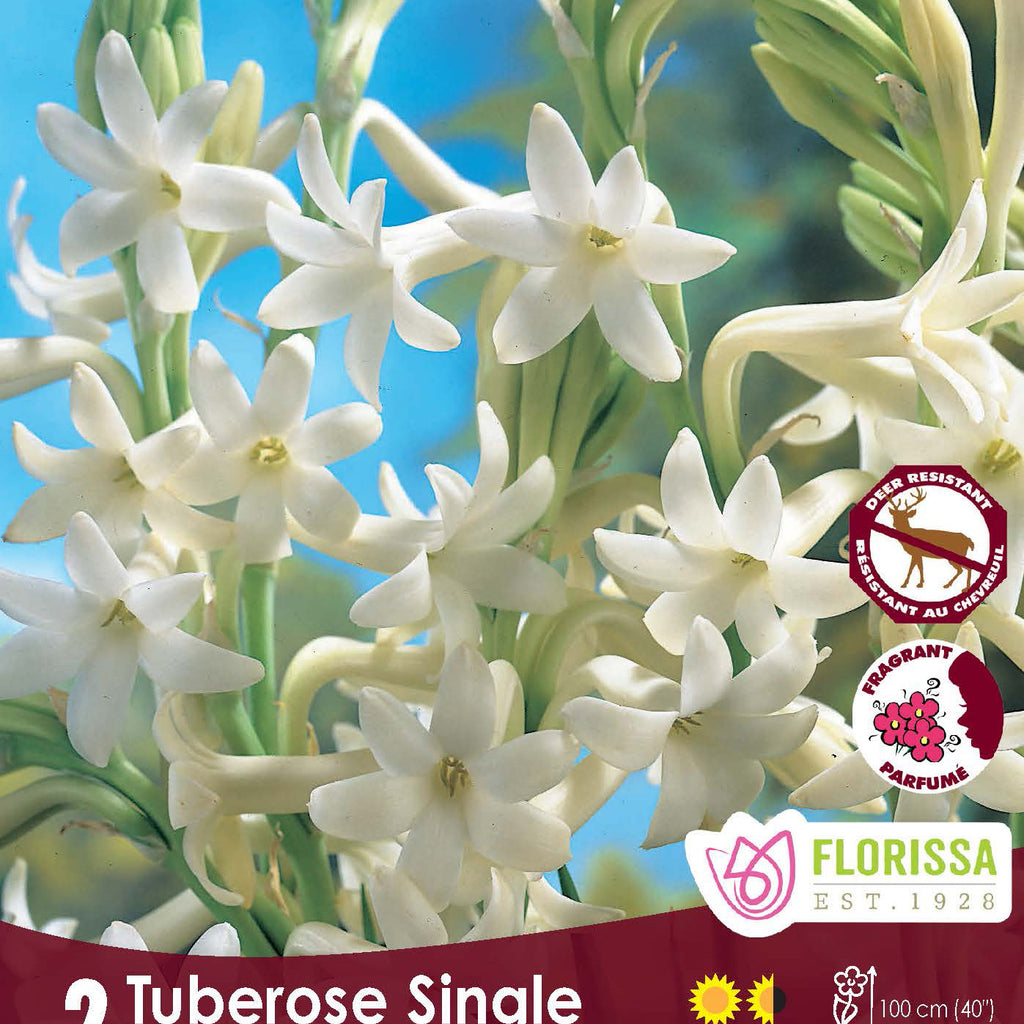 Tuberose Double the Pearl 2pk – West Coast Seeds