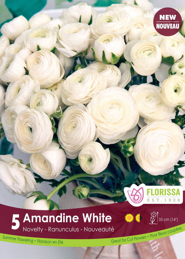 Ranunculus Amandine White 5pk – West Coast Seeds