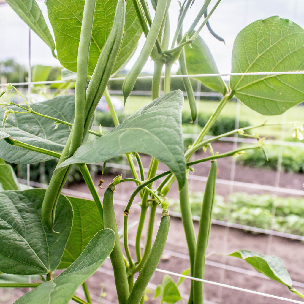 Seychelles Organic Pole Bean Seeds – West Coast Seeds