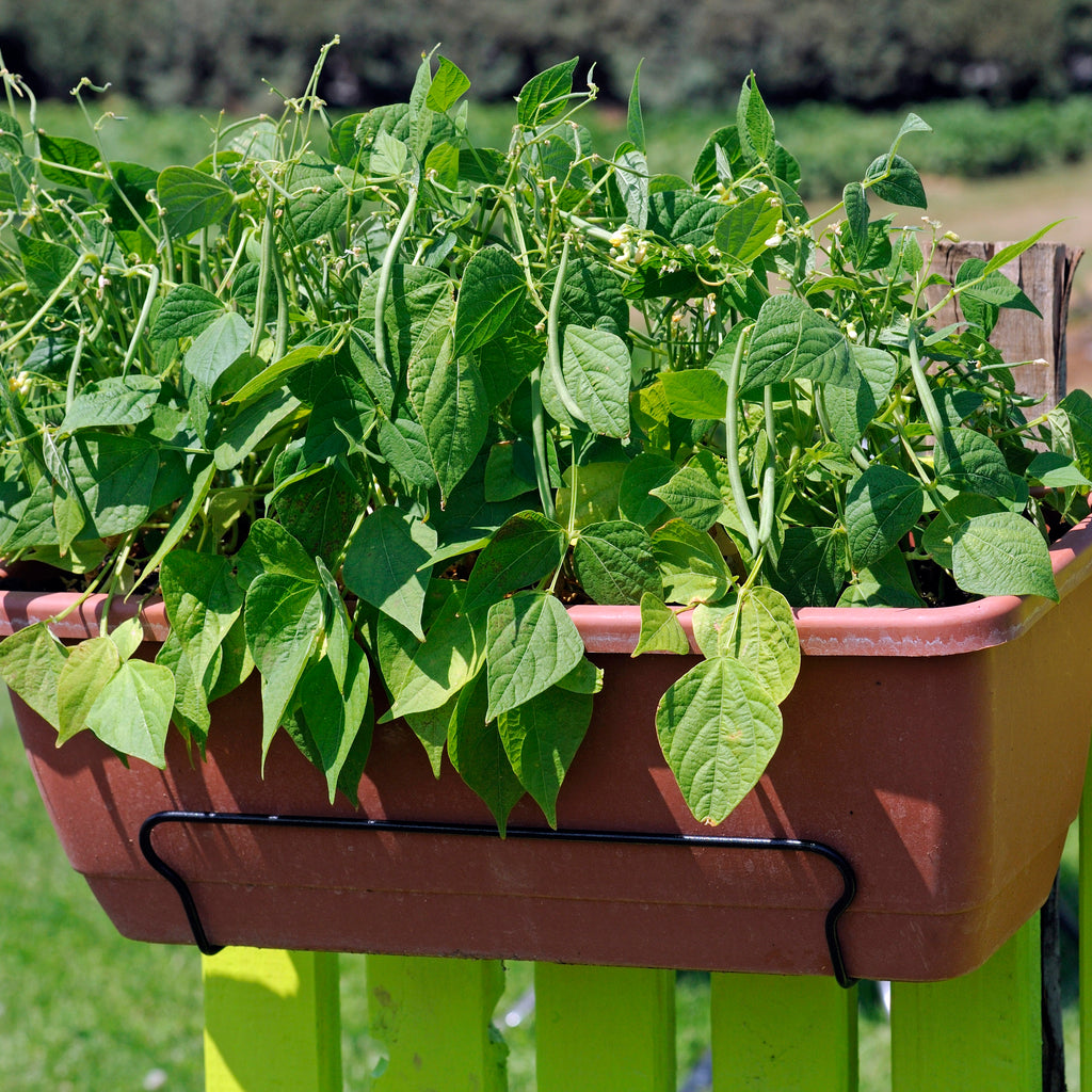 Mascotte Bush Bean Seeds – West Coast Seeds