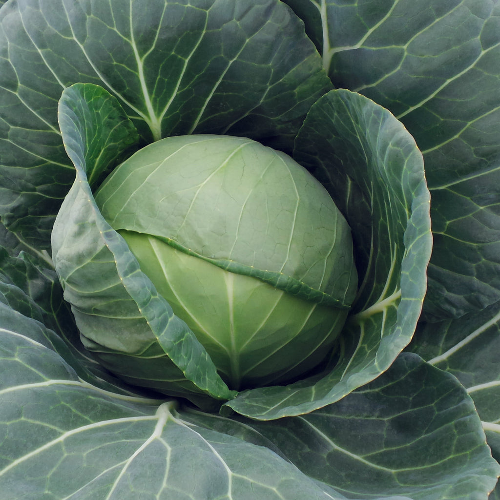 Farao F1 Organic Cabbage Seeds – West Coast Seeds