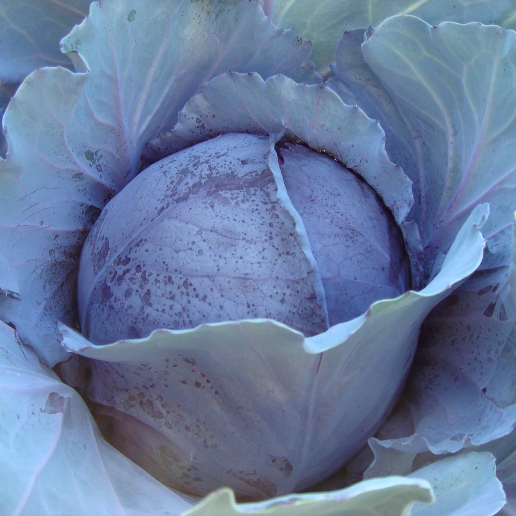 Ruby Perfection F1 Cabbage Seeds – West Coast Seeds
