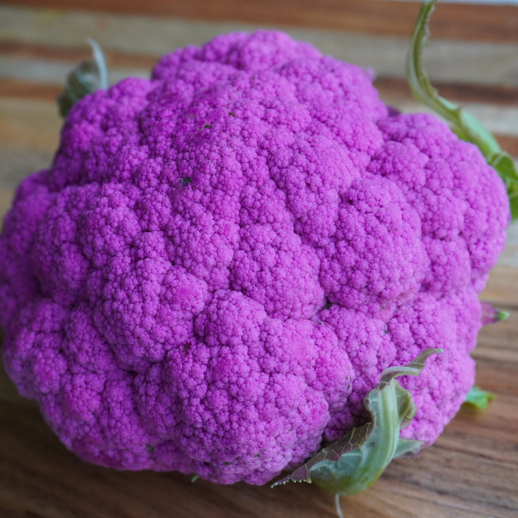 Purple Moon F1 – West Coast Seeds