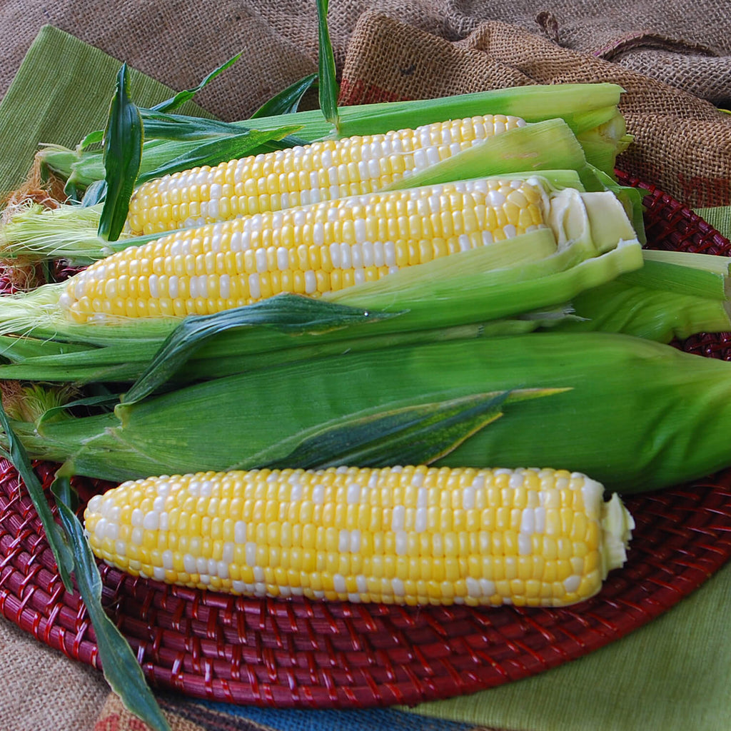 Temptress F1 Corn Seeds – West Coast Seeds