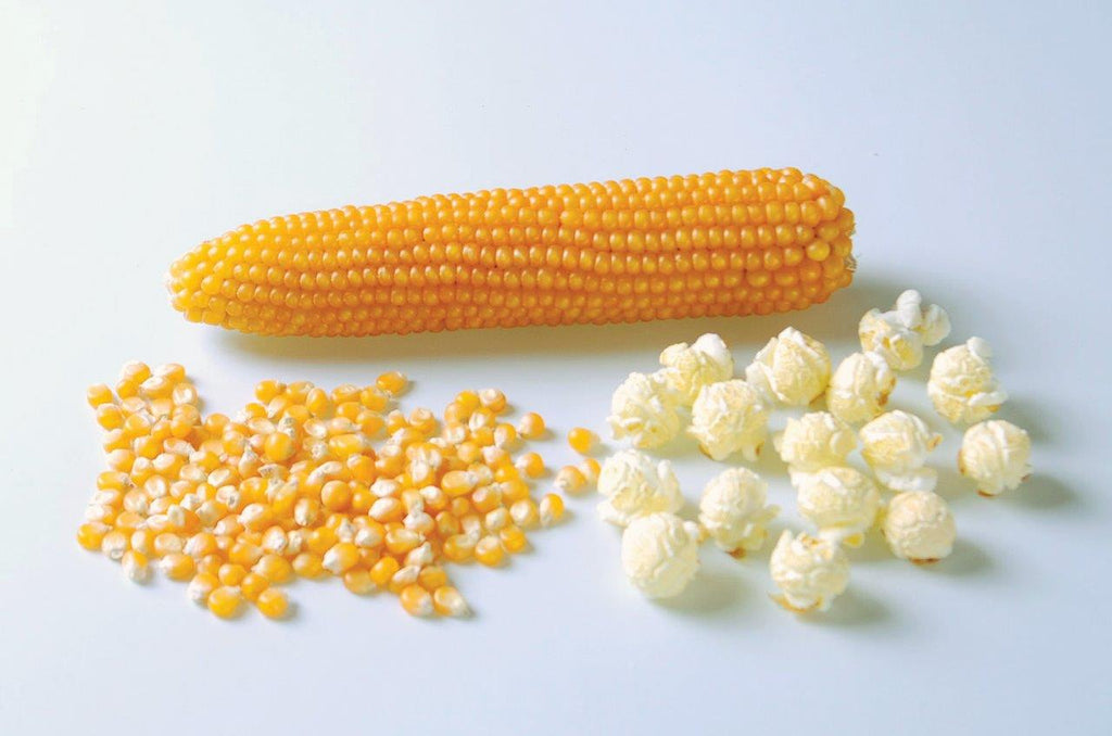 Caramel Crisp Popcorn Corn Seeds – West Coast Seeds