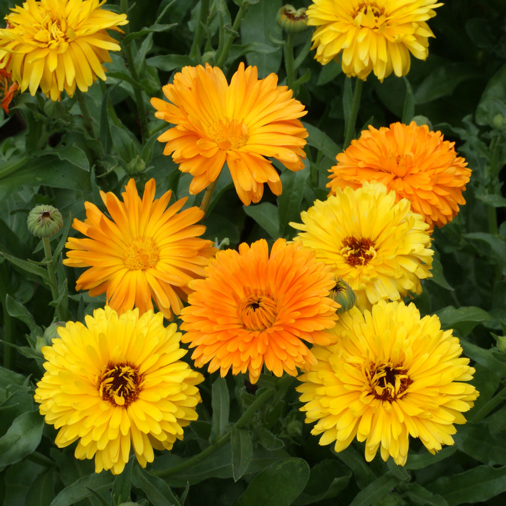 Fiesta Gitana Calendula Seeds – West Coast Seeds