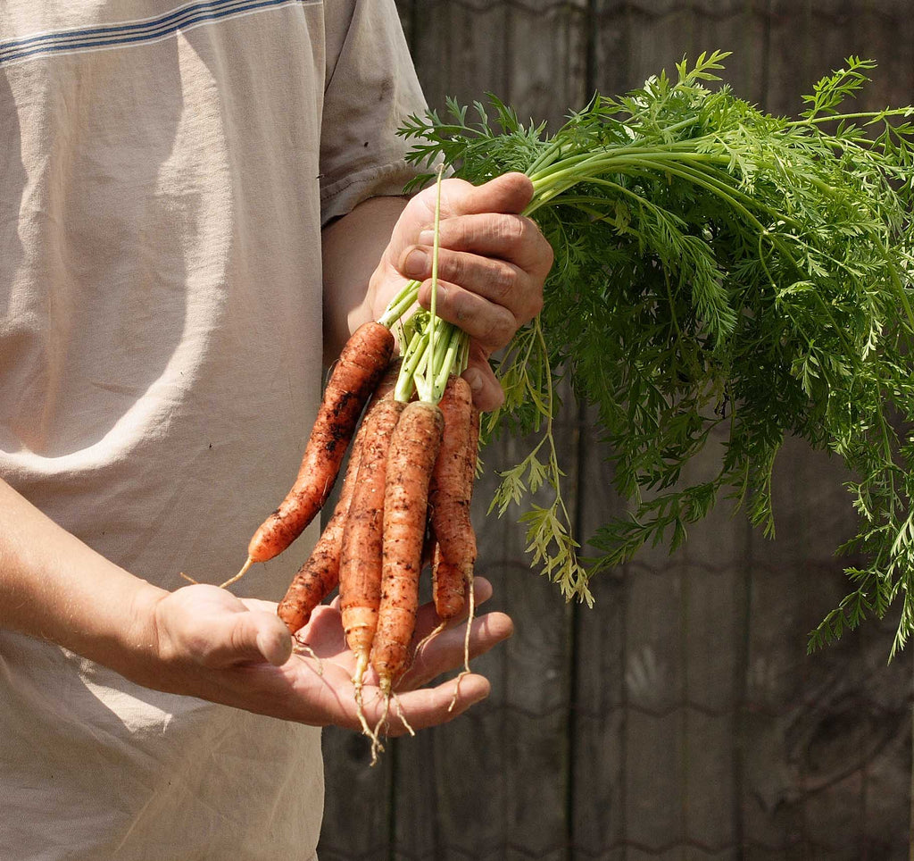 Scarlet Nantes Carrot Seeds – West Coast Seeds