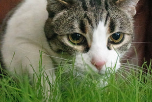 Honey Gate / Deluxe – West Coast Seeds