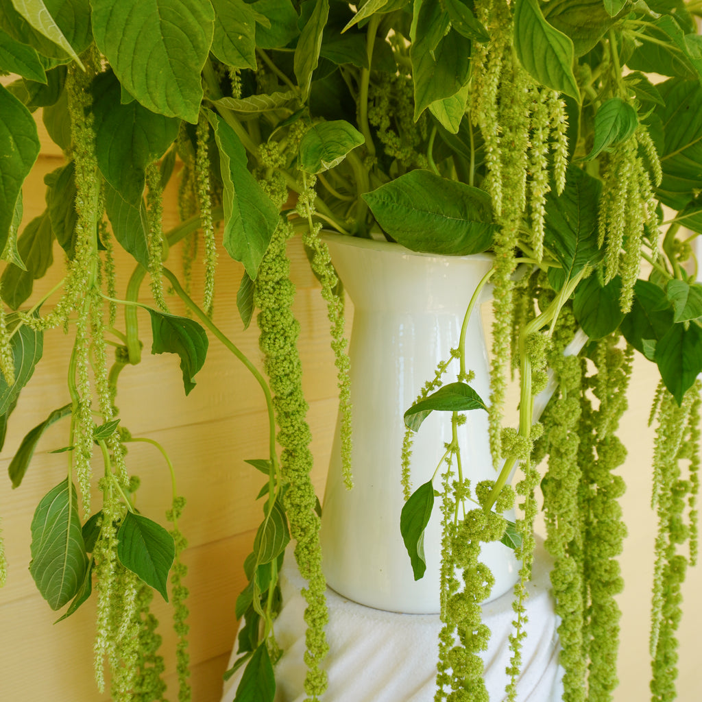 Green Tails Amaranth Seeds – West Coast Seeds