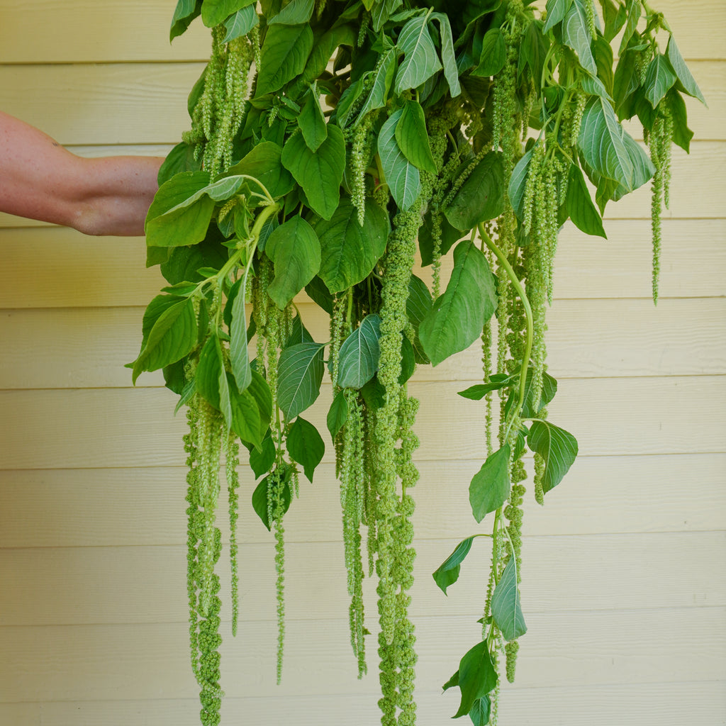 Green Tails Amaranth Seeds – West Coast Seeds