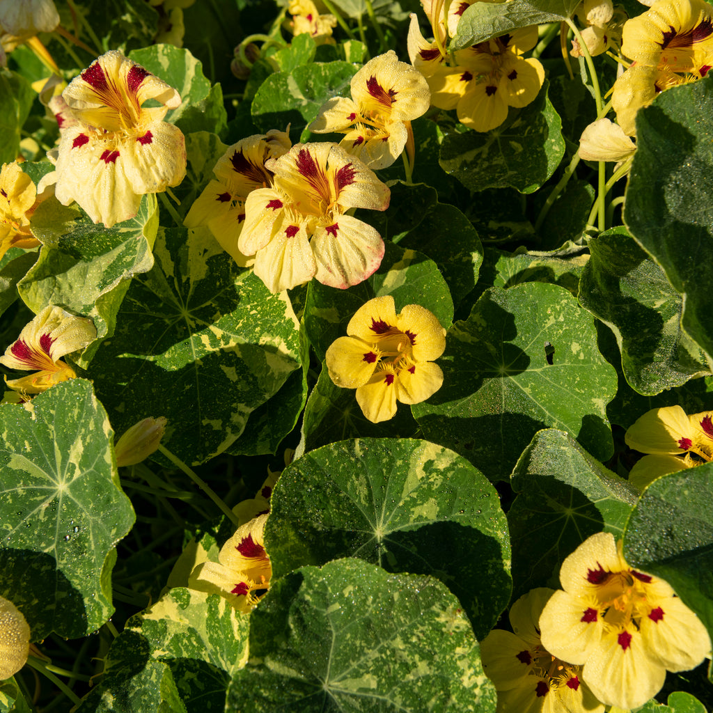 Troika Cream – West Coast Seeds