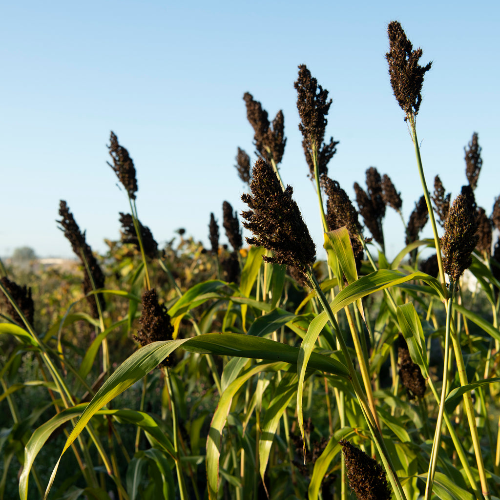 Black Falcon Corn Seeds – West Coast Seeds