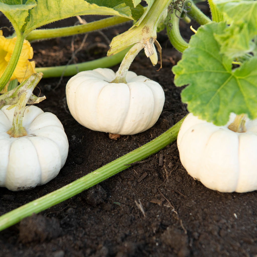Baby Boo Pumpkin Seeds – West Coast Seeds