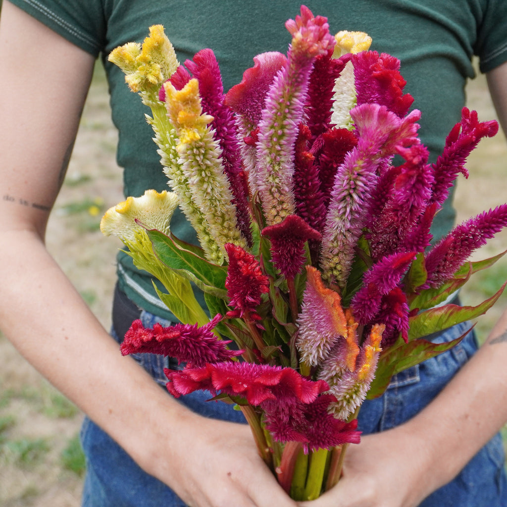 Supercrest Mix – West Coast Seeds
