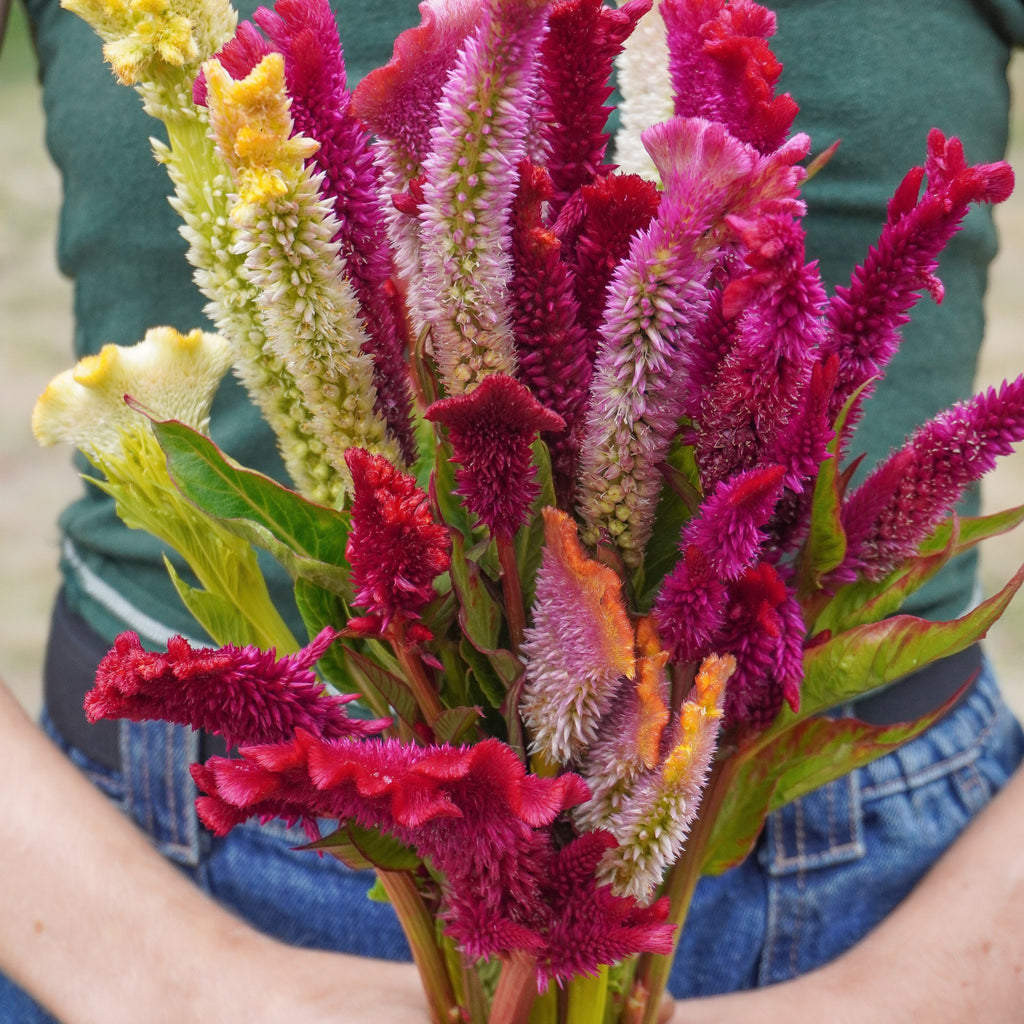 Supercrest Mix – West Coast Seeds