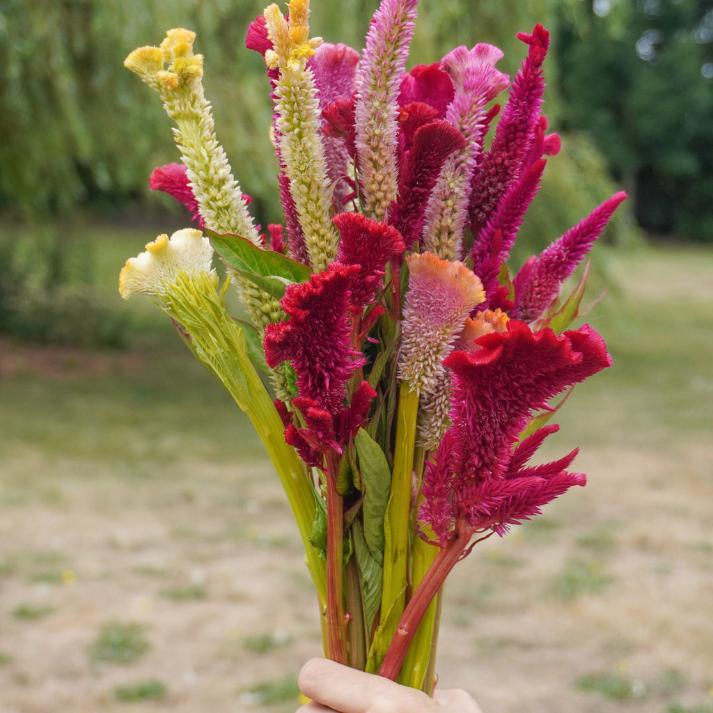 Supercrest Mix – West Coast Seeds