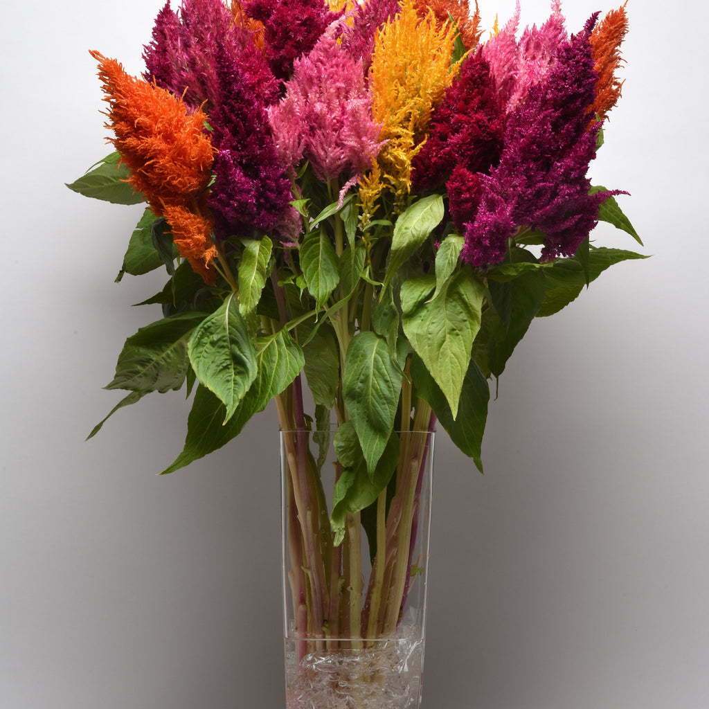 Sunday Mix – West Coast Seeds