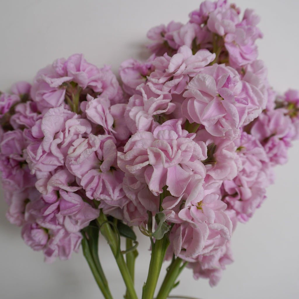 Katz Cherry Blossom – West Coast Seeds