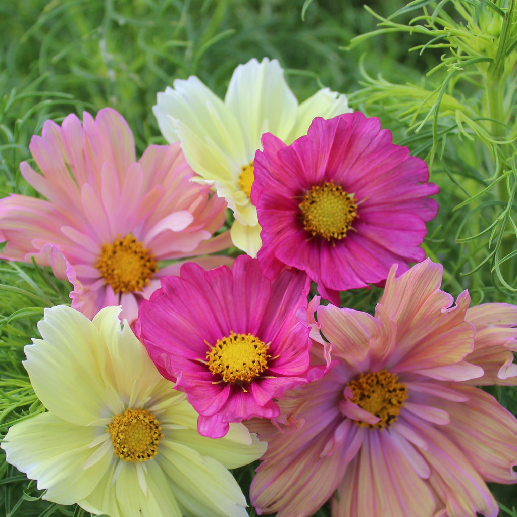 Cotton Candy Mix – West Coast Seeds