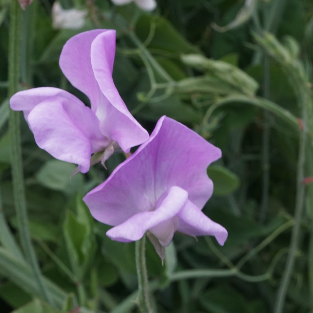 Royal Family Lavender – West Coast Seeds