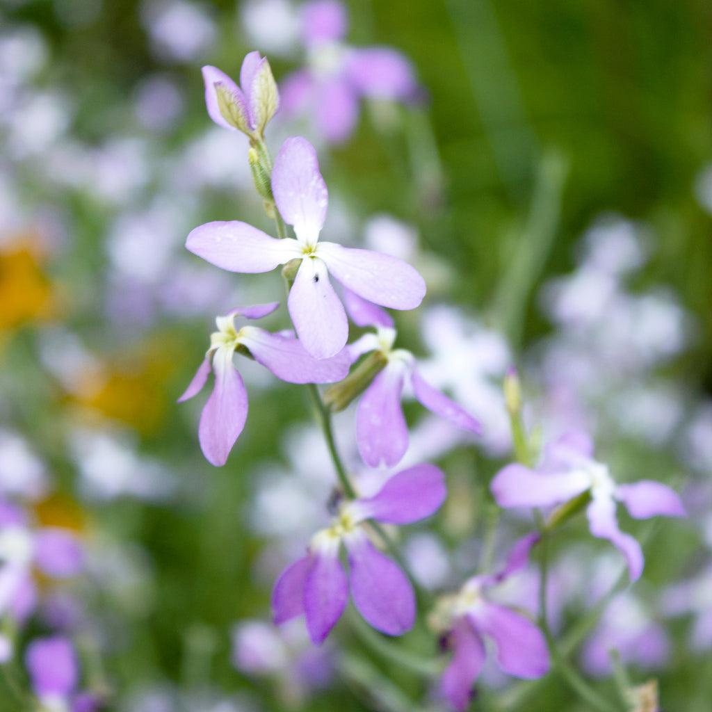 Evening Scented Stocks Seeds – West Coast Seeds