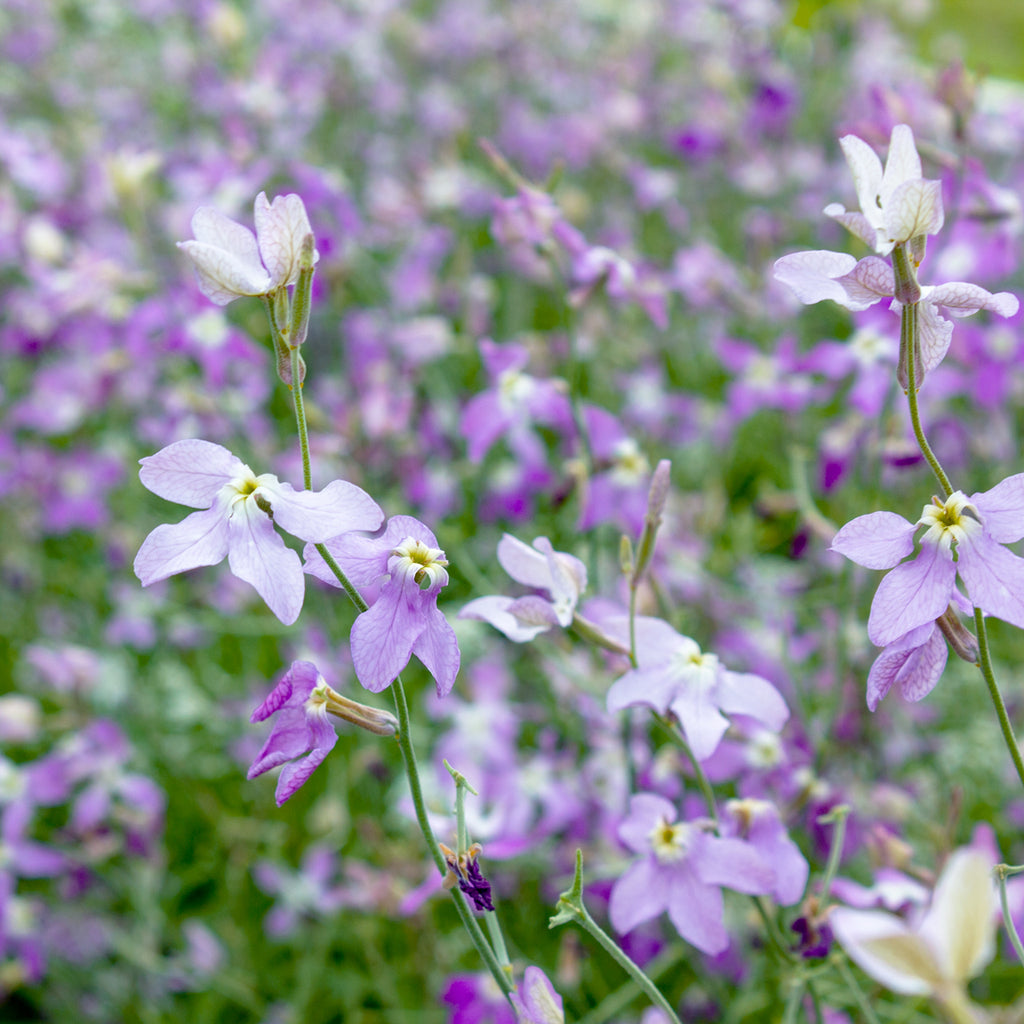 Evening Scented Stocks Seeds – West Coast Seeds