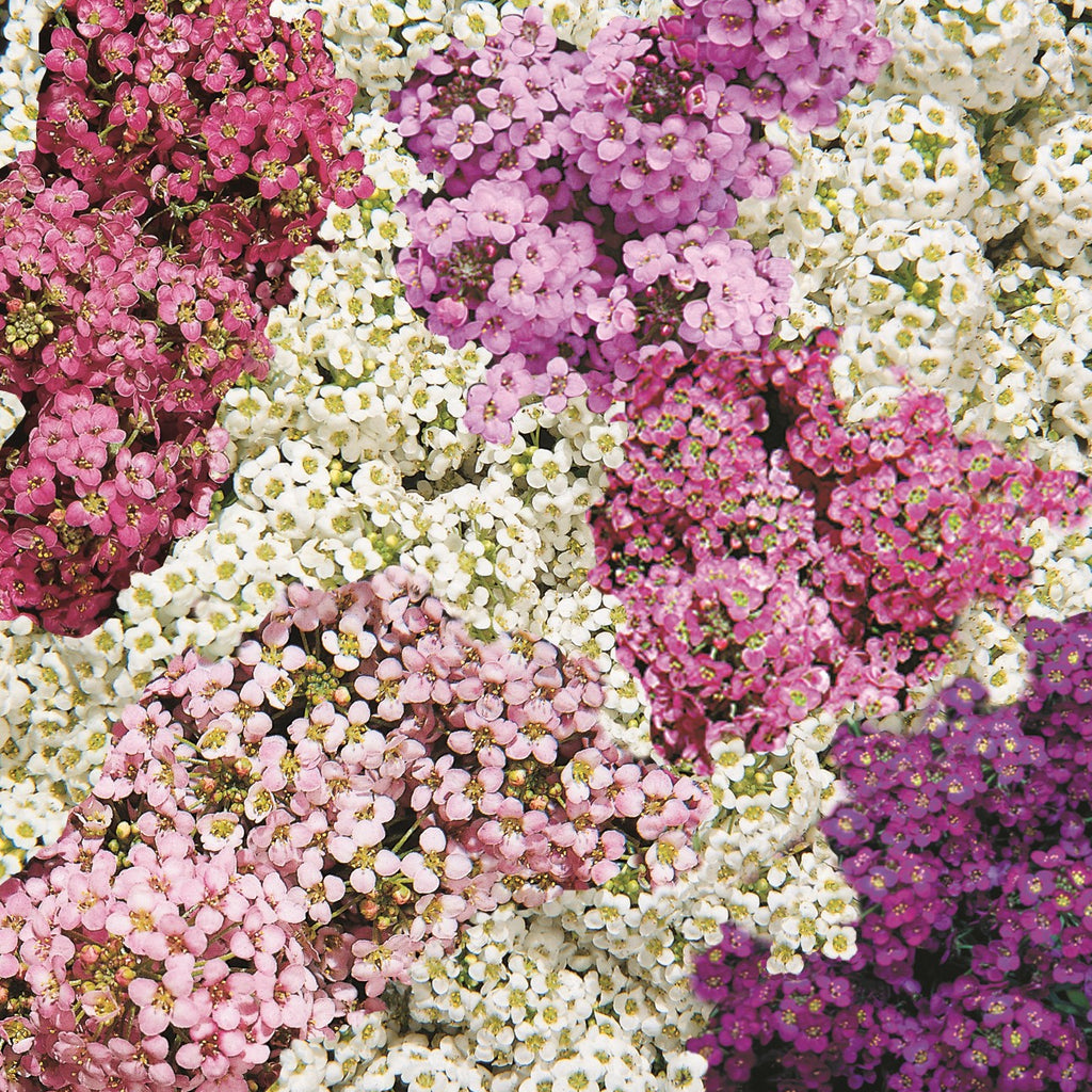 Sweet Bliss Alyssum Blend – West Coast Seeds