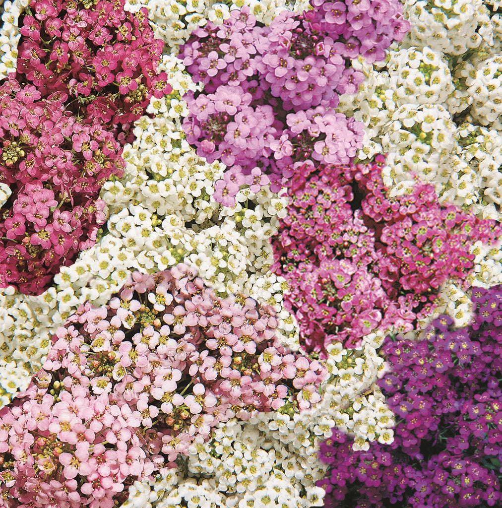 Sweet Bliss Alyssum Blend – West Coast Seeds