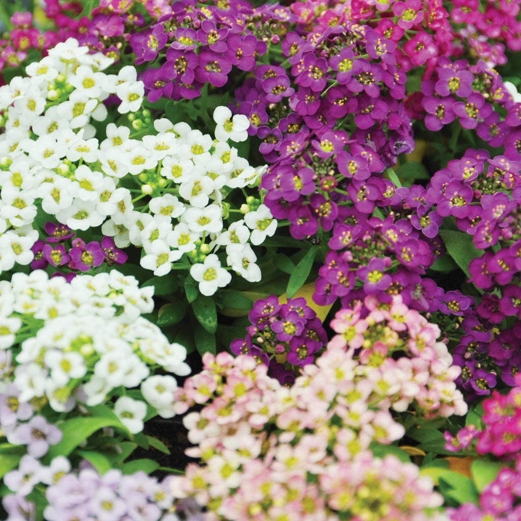 Sweet Bliss Alyssum Blend – West Coast Seeds
