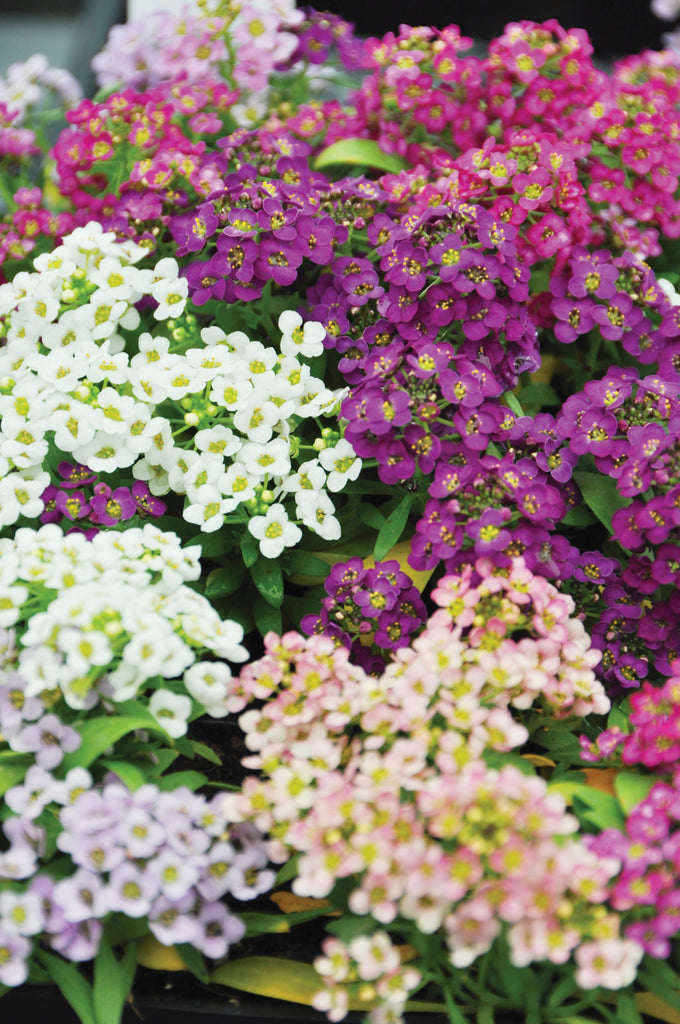 Sweet Bliss Alyssum Blend – West Coast Seeds