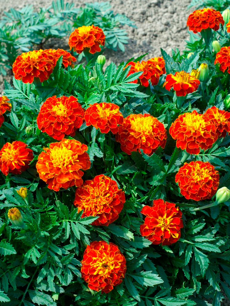 Red Cherry Marigold Seeds – West Coast Seeds