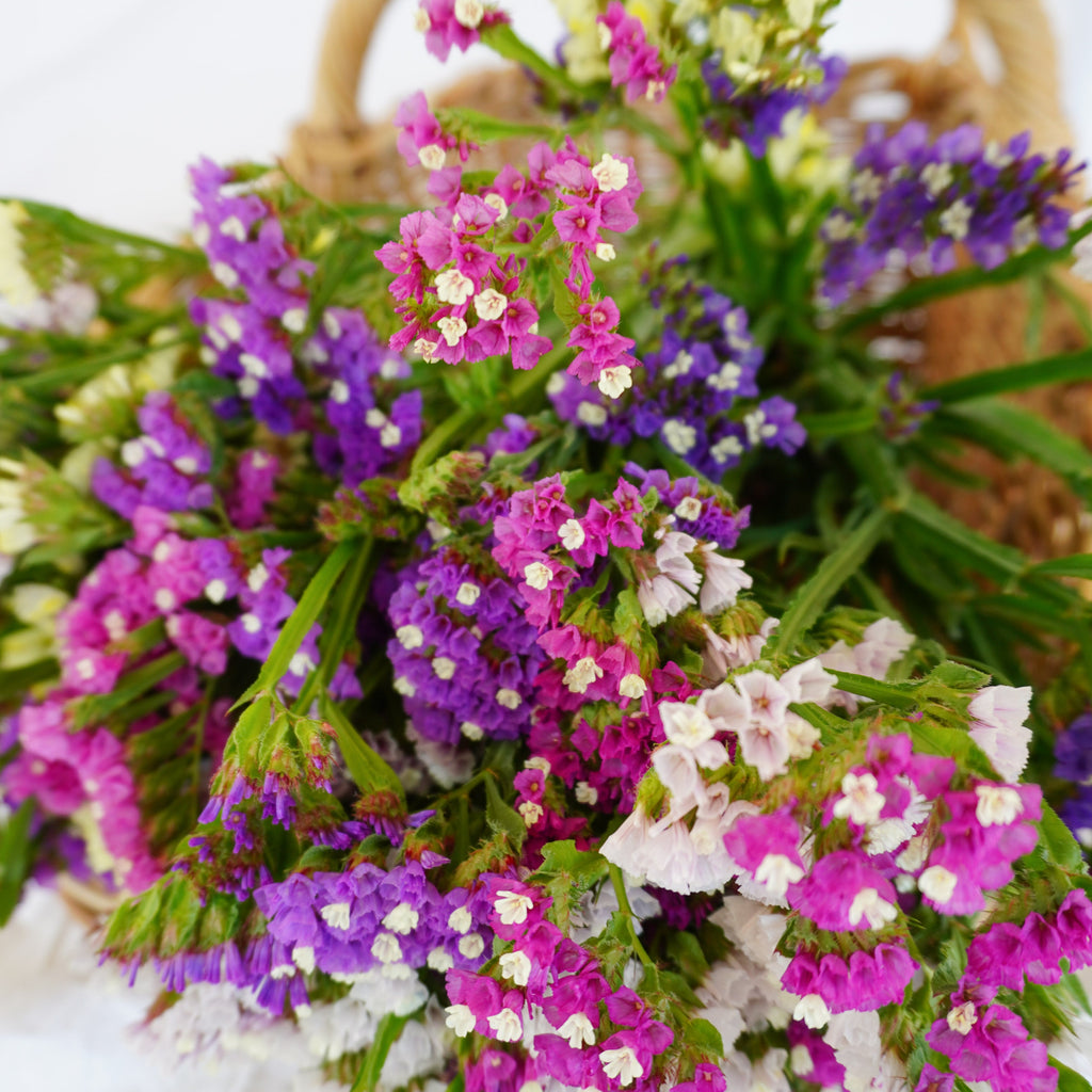 Pacific Mix – West Coast Seeds