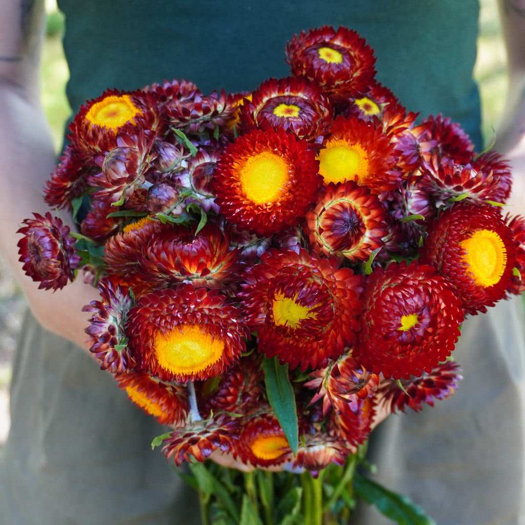 Copper Red – West Coast Seeds