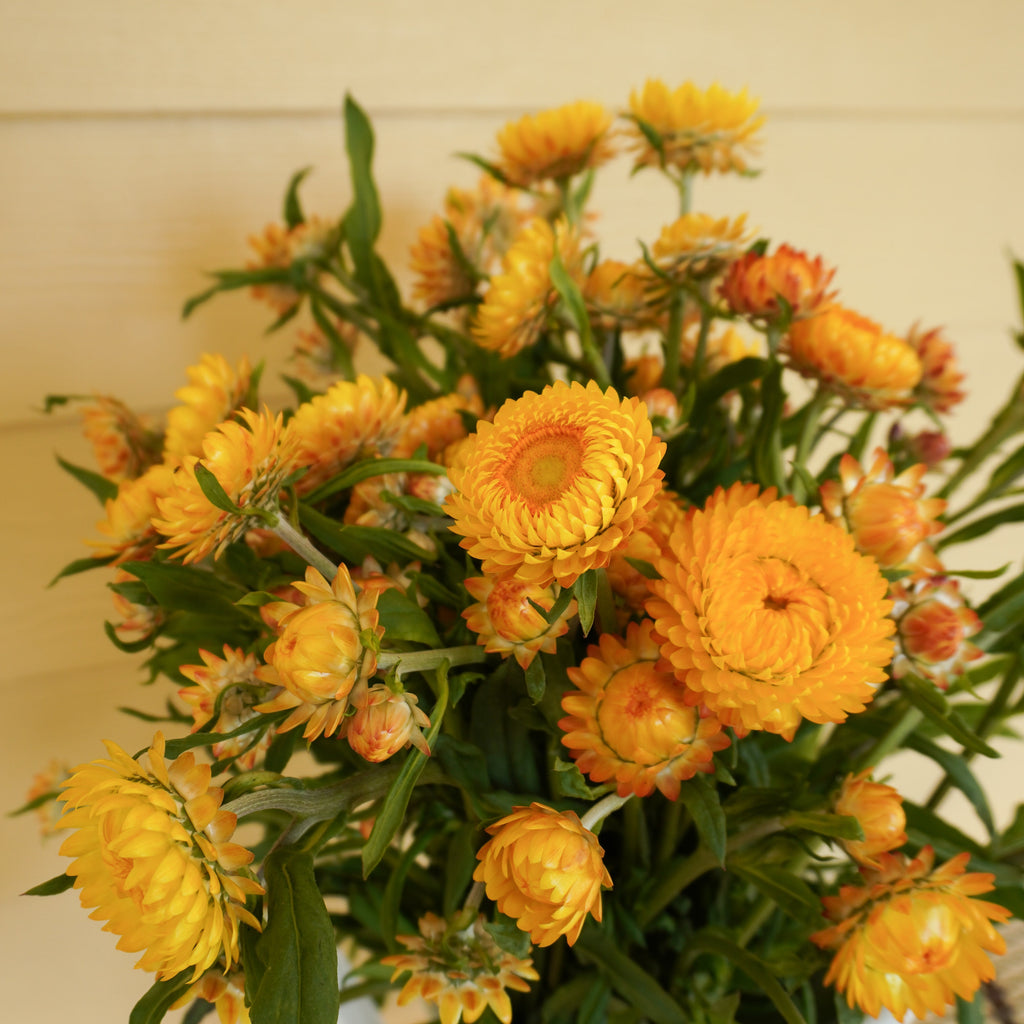 Golden Yellow – West Coast Seeds