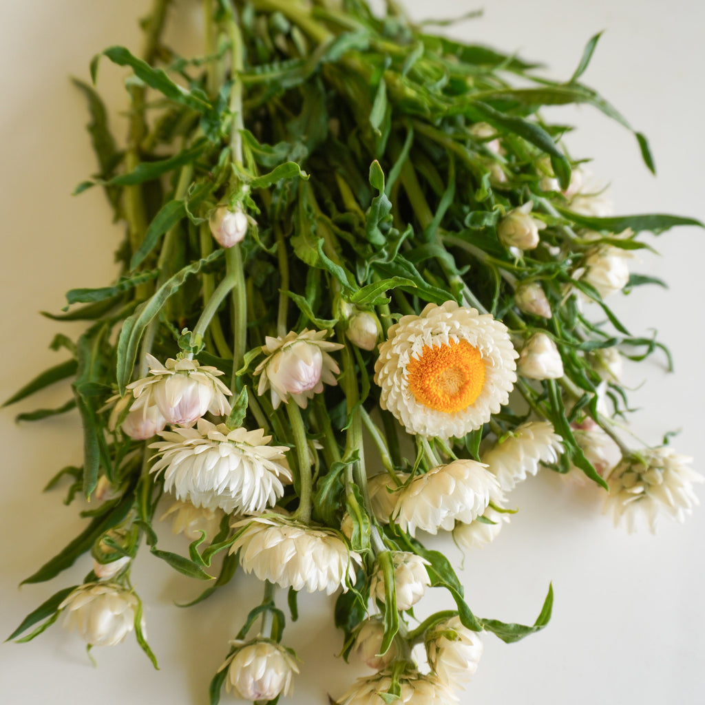 White Strawflower – West Coast Seeds