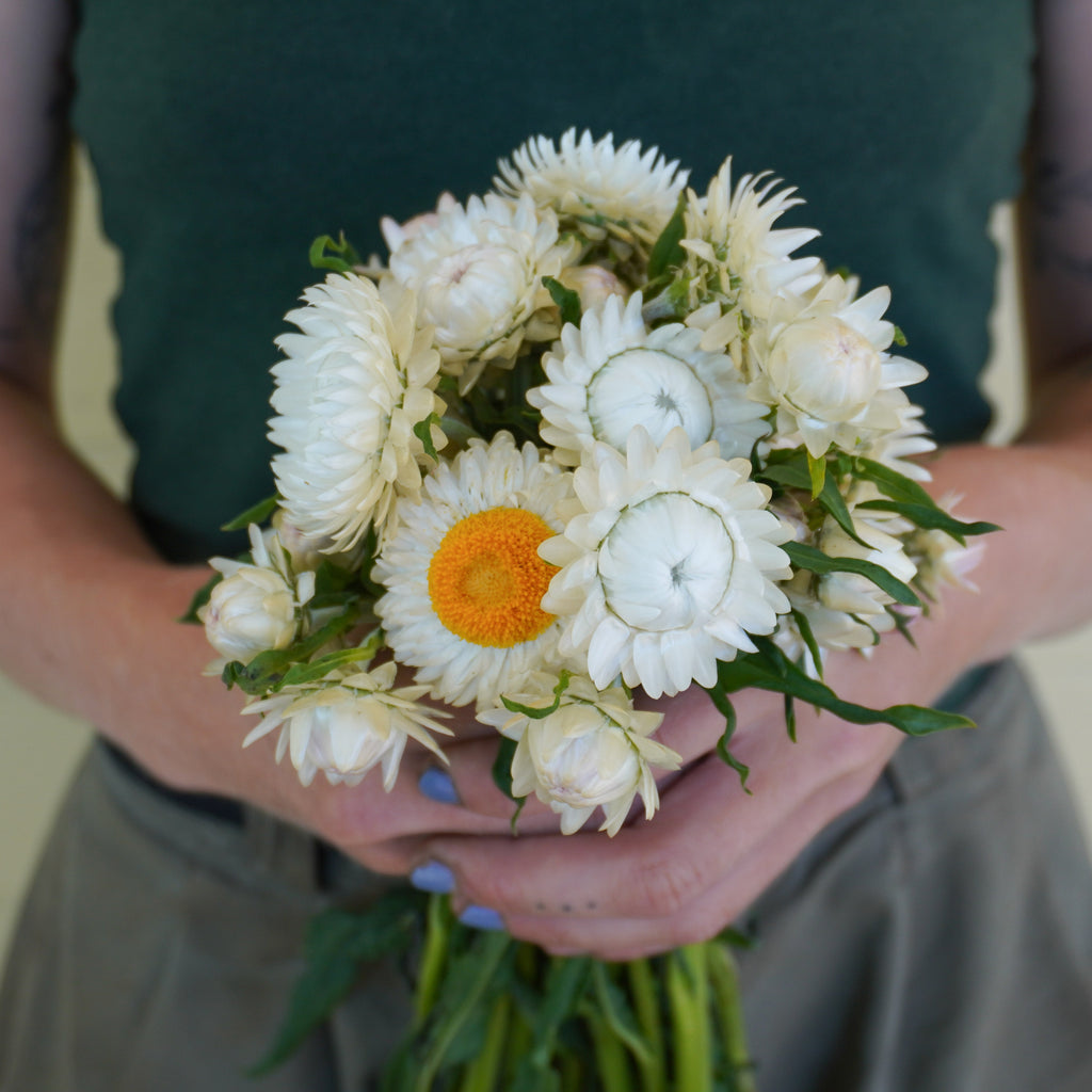 White Strawflower – West Coast Seeds