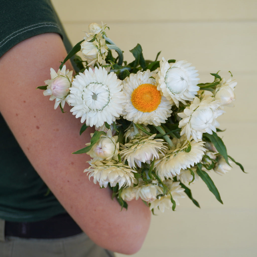 White Strawflower – West Coast Seeds