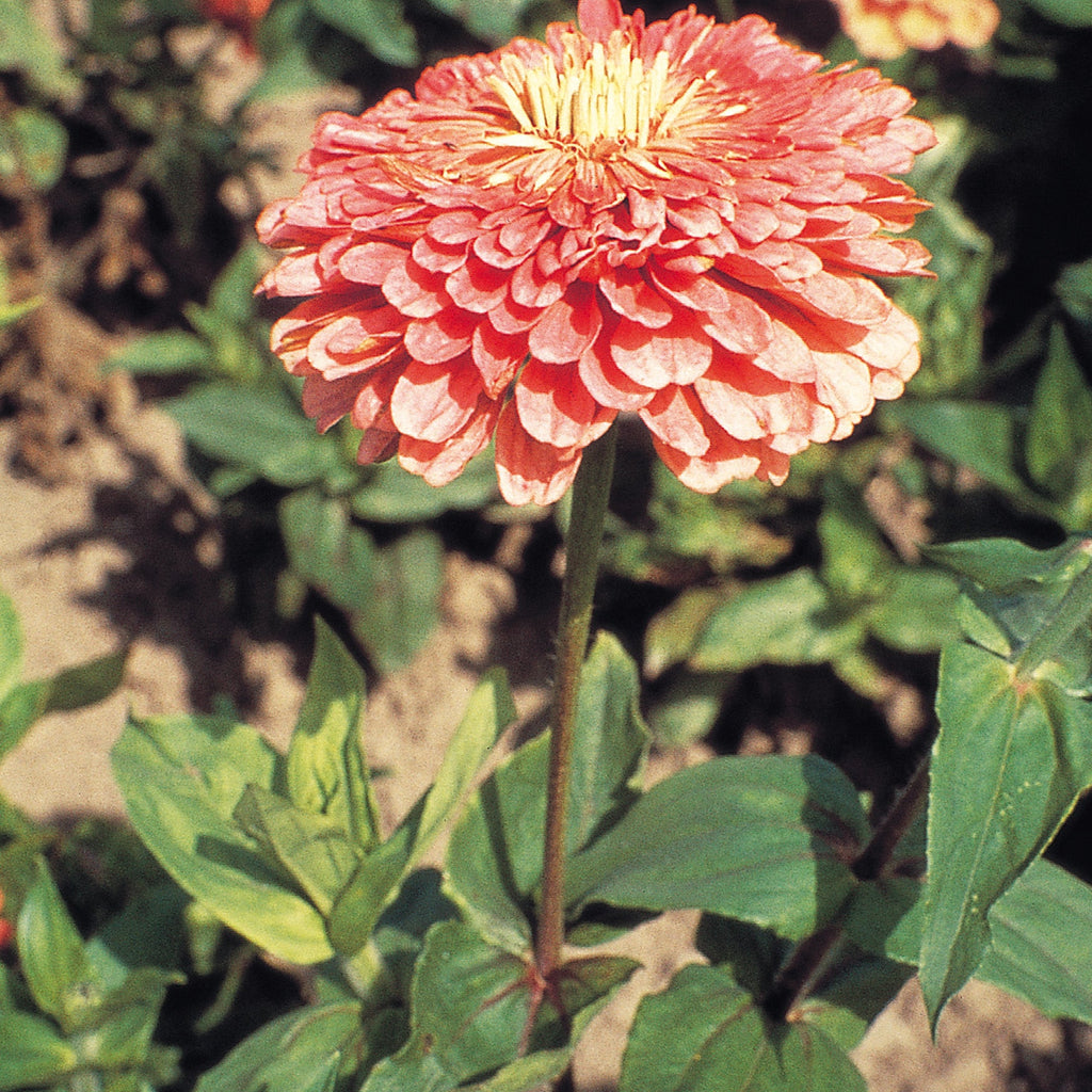 Benary's Giant Salmon Rose – West Coast Seeds