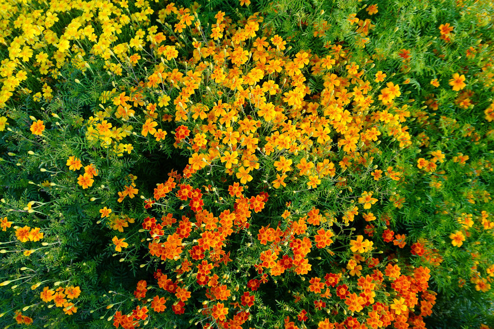 Starfire Mix – West Coast Seeds