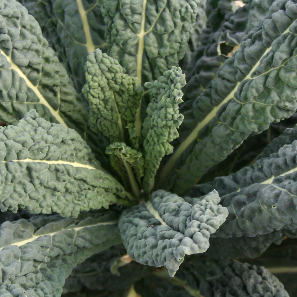 Black Magic Organic Kale Seeds – West Coast Seeds